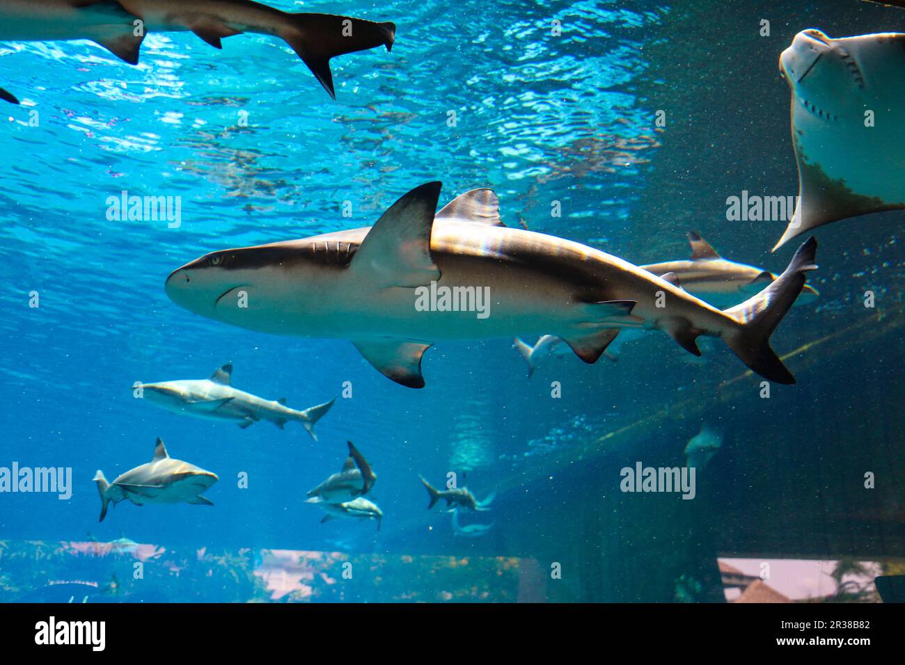 Shark in aquarium Stock Photo - Alamy