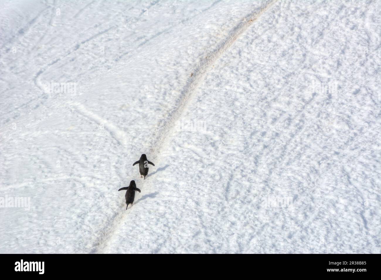Chipstrap penguins walking on a path in the snow in Antarctica Stock ...