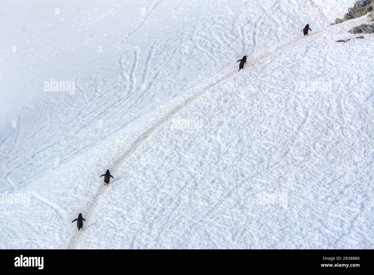 Chipstrap penguins walking on a path in the snow in Antarctica Stock ...
