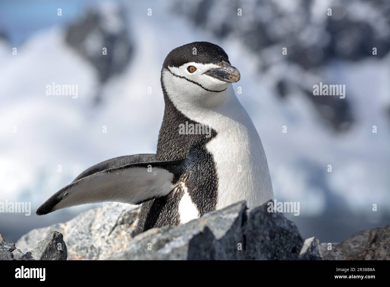 Chinstrap penguins in their natural habitat hi-res stock photography ...