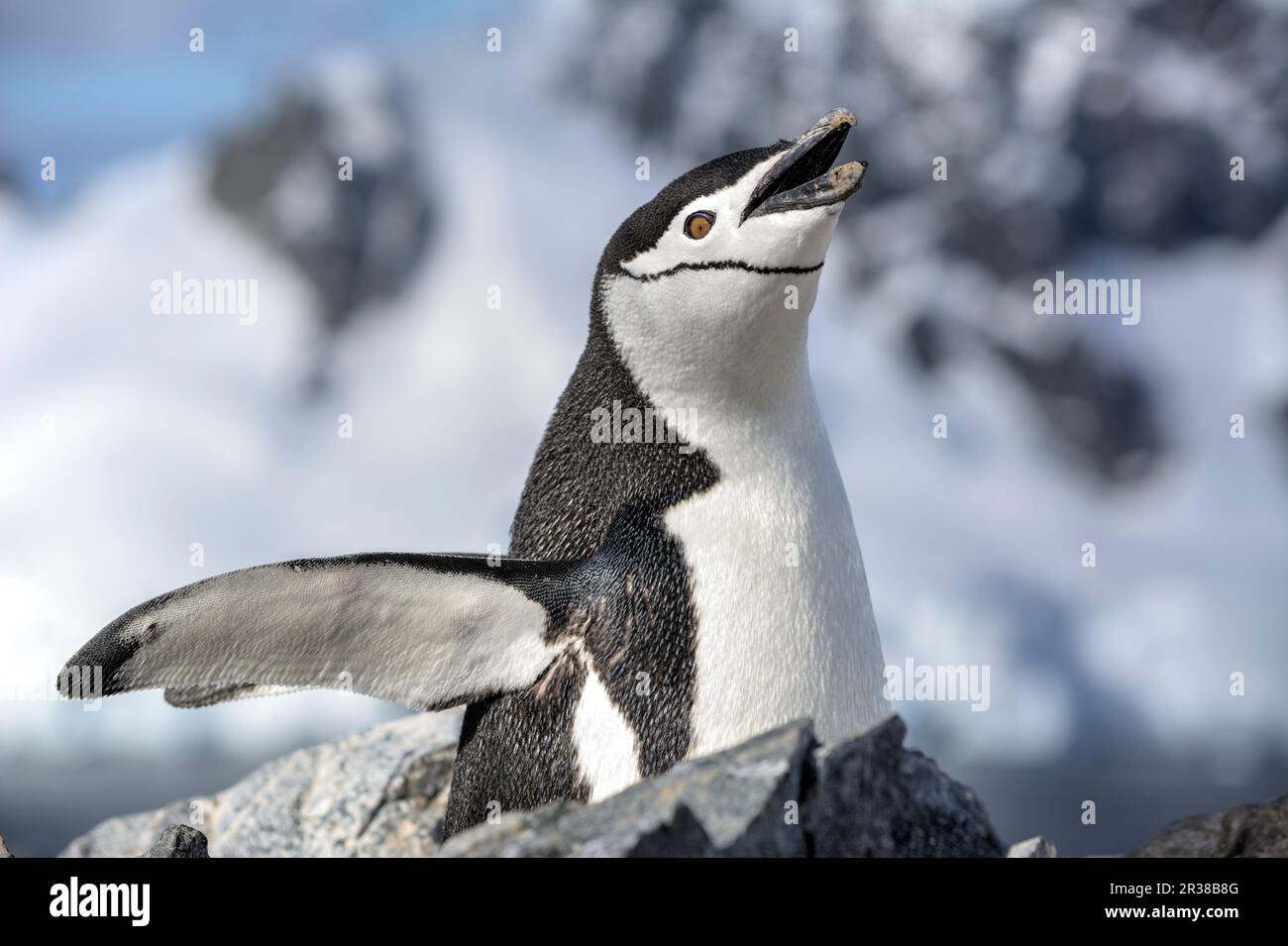 Chinstrap penguins in their natural habitat in Antarctica Stock Photo ...