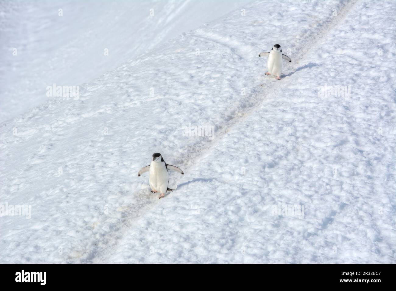 Penguin walking route hi-res stock photography and images - Alamy