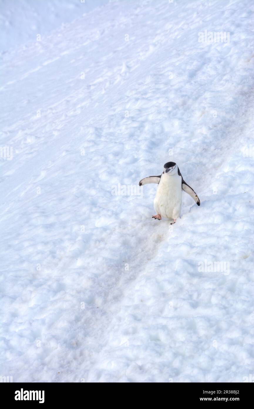 Penguin walking route hi-res stock photography and images - Alamy