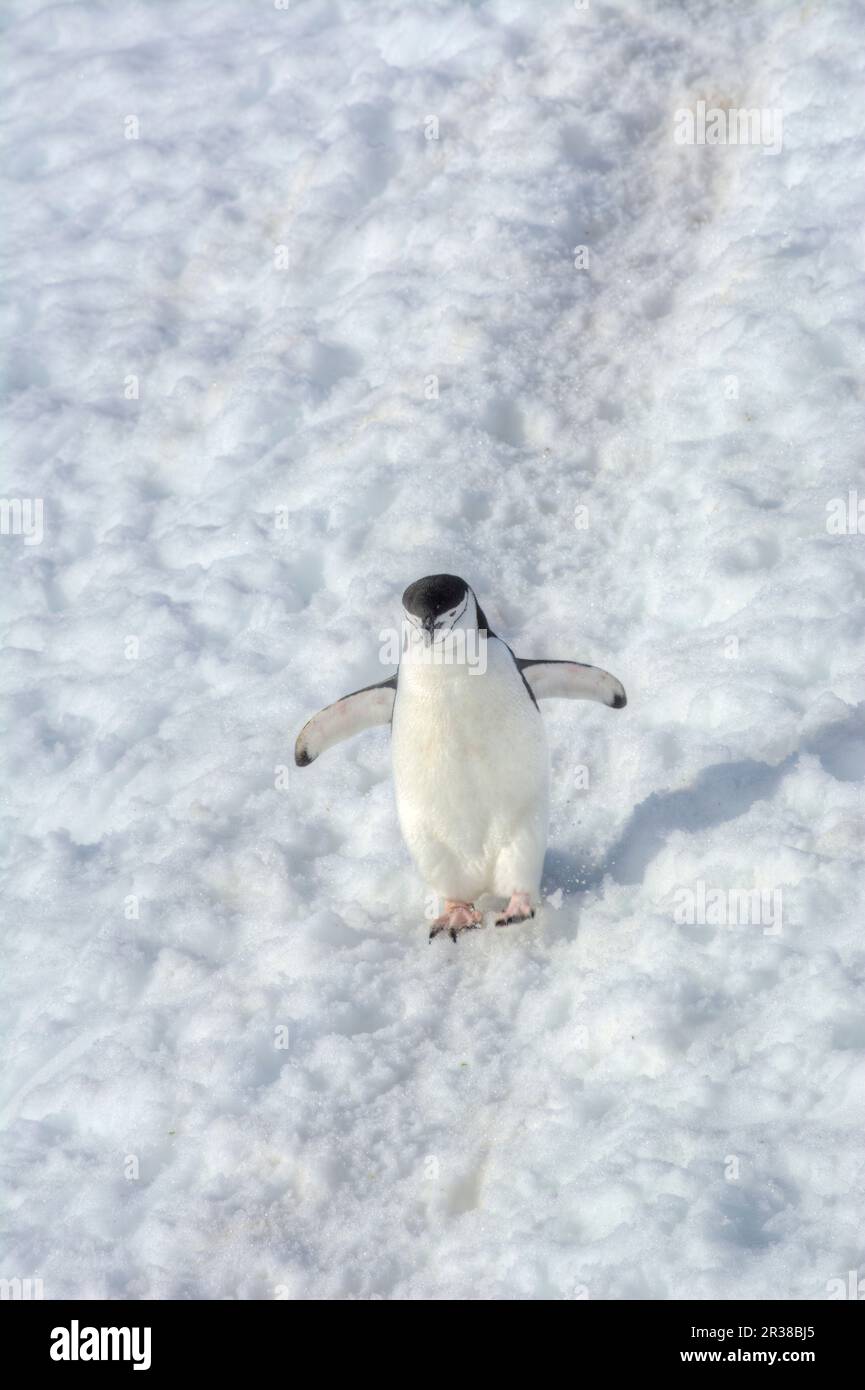 Chipstrap penguins walking on a path in the snow in Antarctica Stock ...