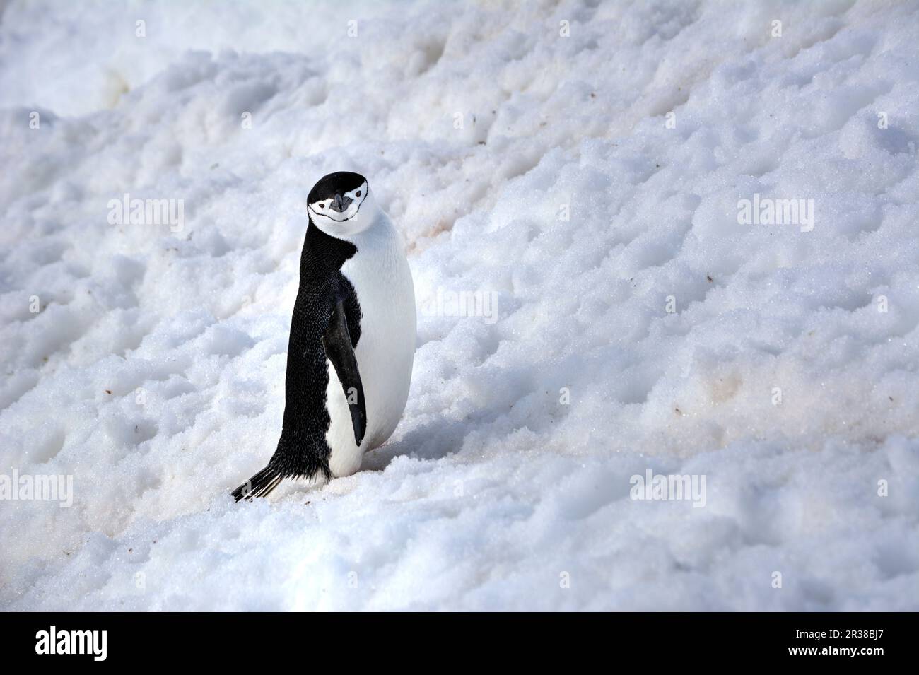 Chipstrap penguins walking on a path in the snow in Antarctica Stock ...