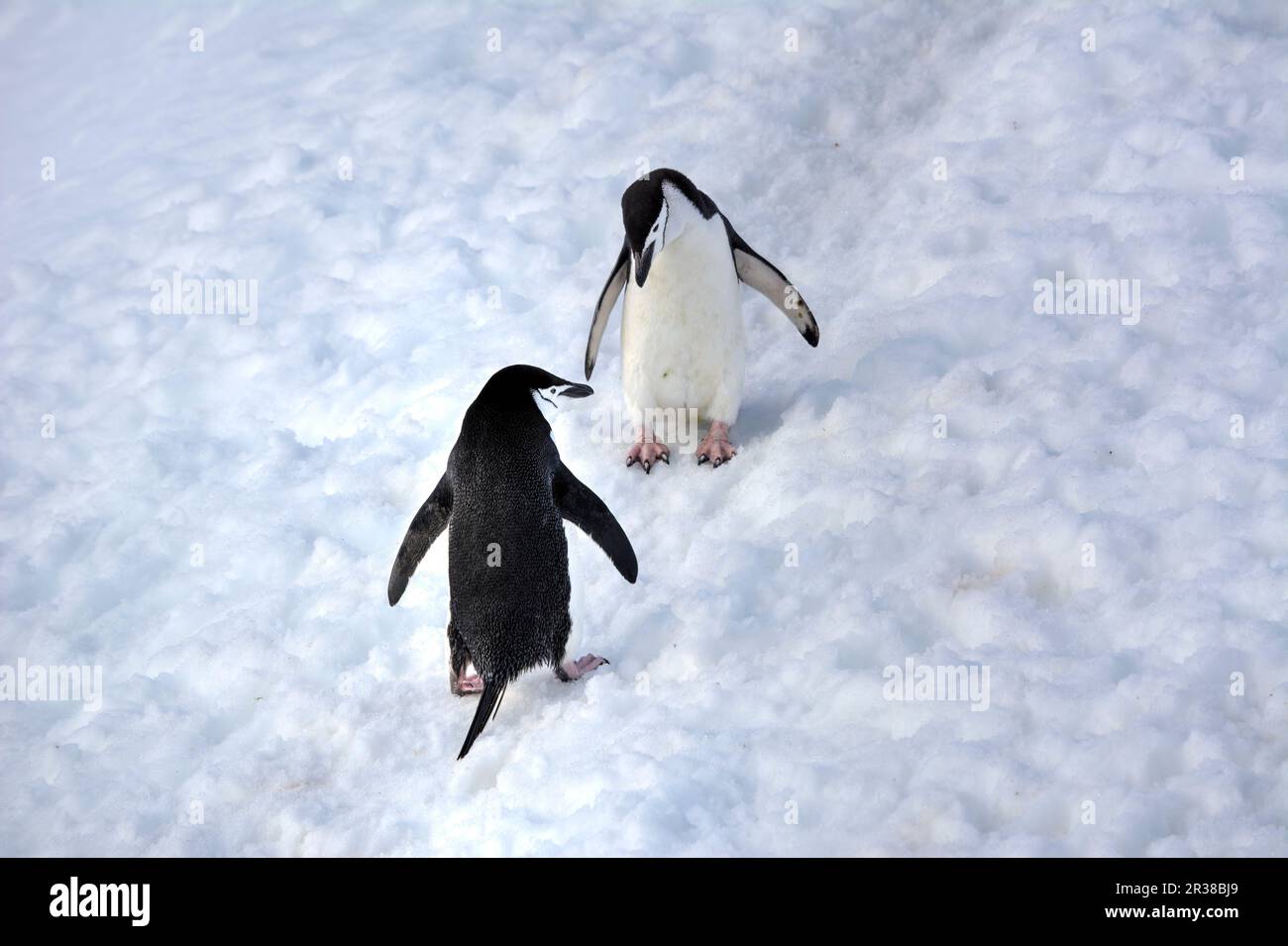 Penguin footprints hi-res stock photography and images - Alamy