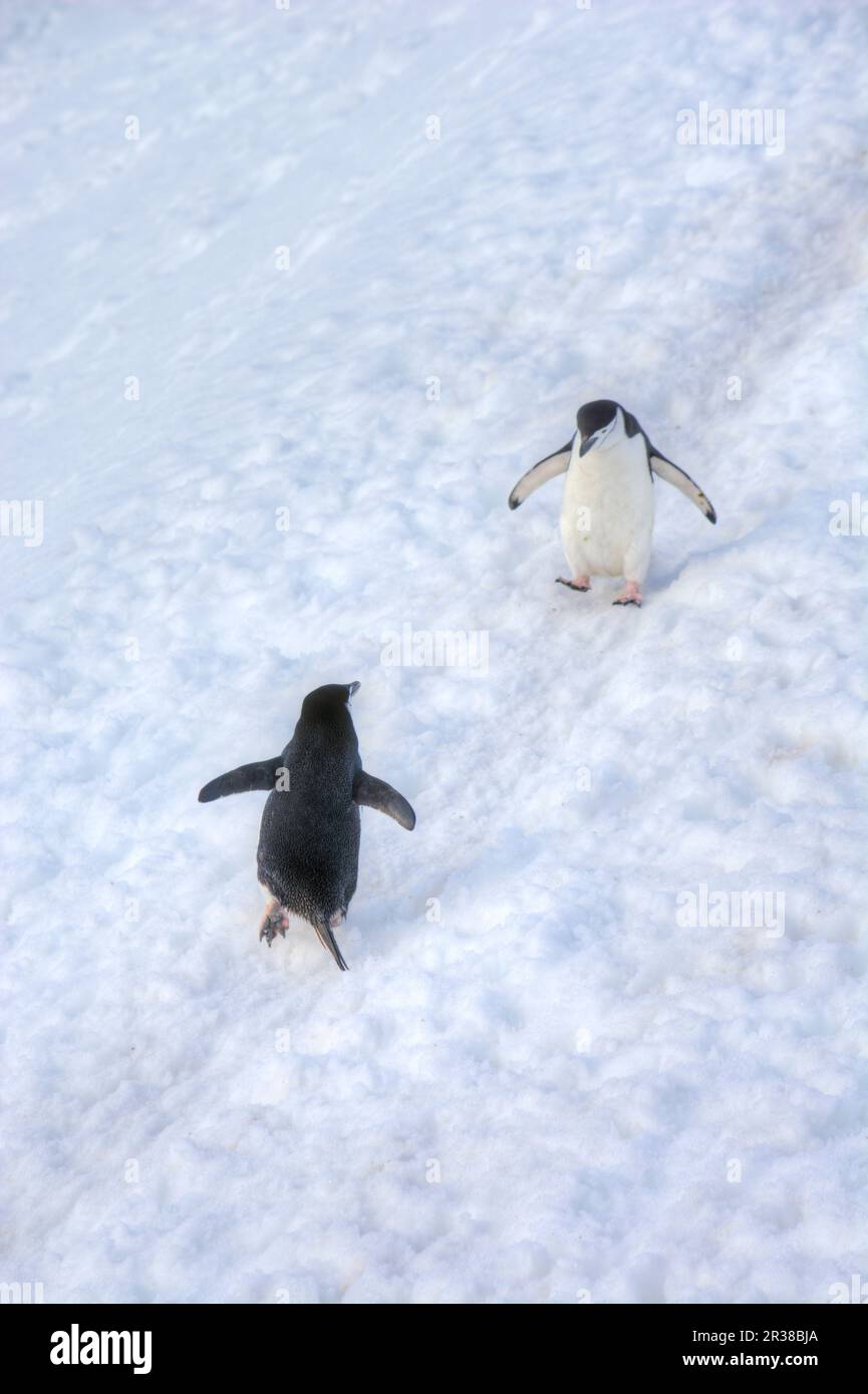 Chipstrap penguins walking on a path in the snow in Antarctica Stock ...