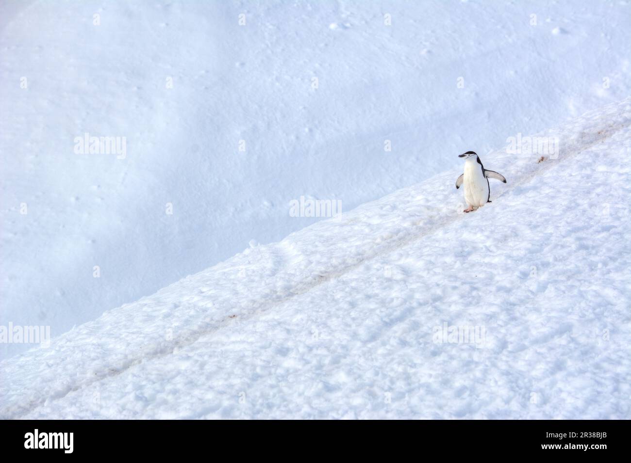 Chipstrap penguins walking on a path in the snow in Antarctica Stock ...