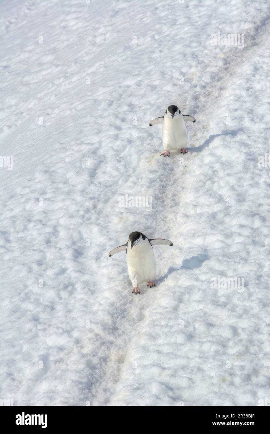 Chipstrap penguins walking on a path in the snow in Antarctica Stock ...