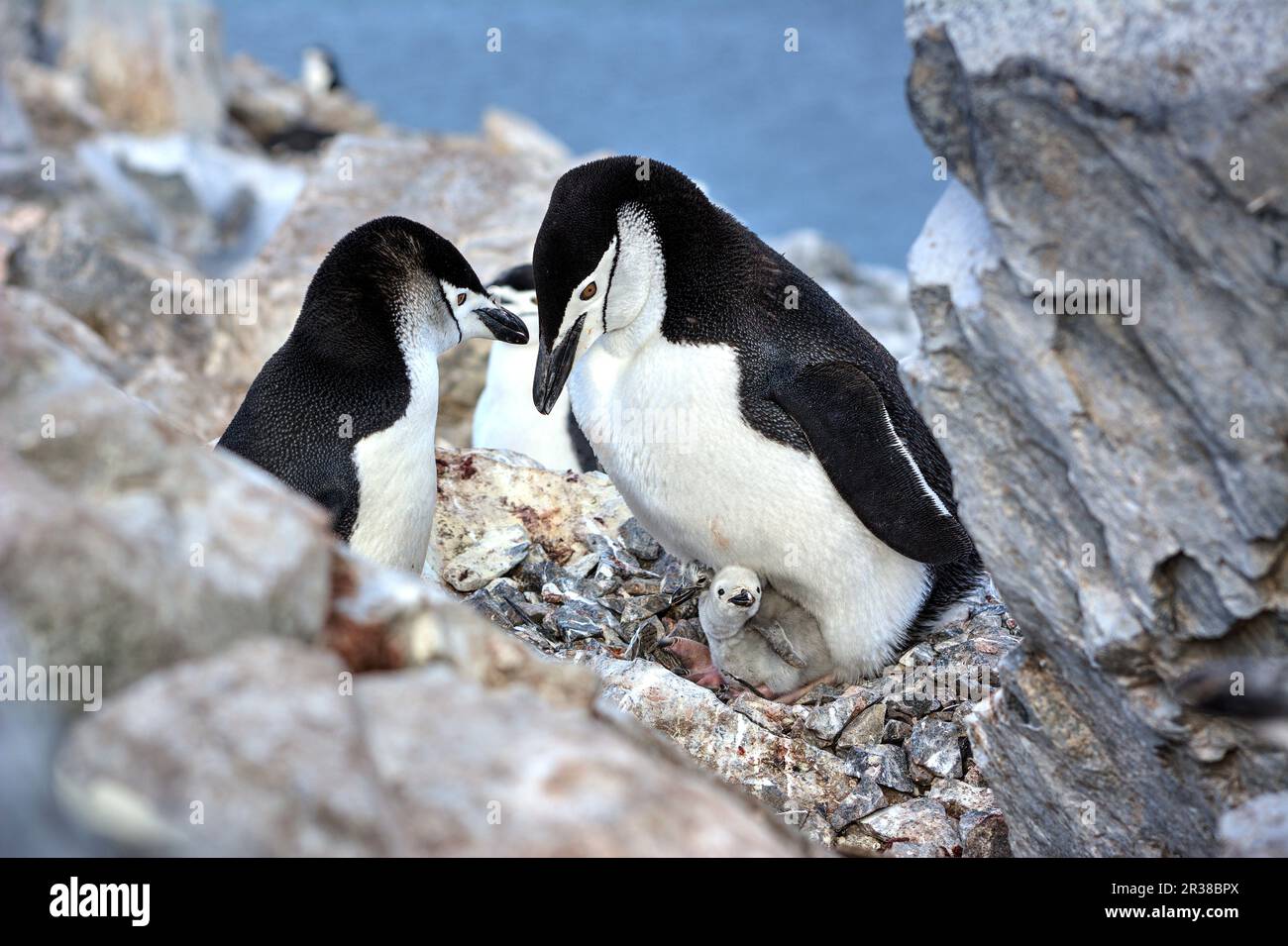 Chinstrap penguins hatch eggs on nests and raise chicks in Antarctica ...