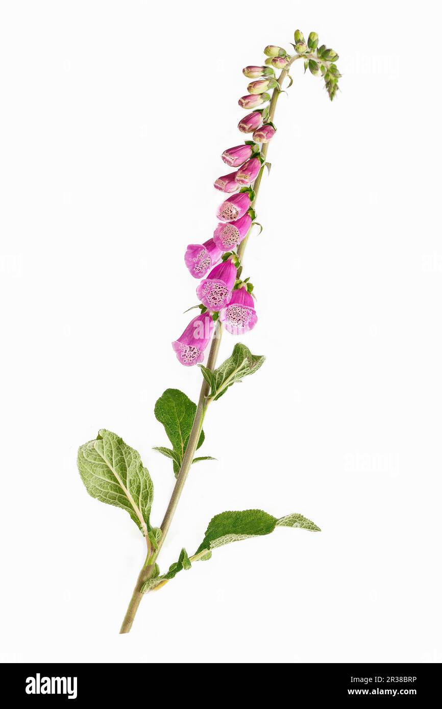 Foxglove flowering plant digitalis Cut Out Stock Images & Pictures - Alamy