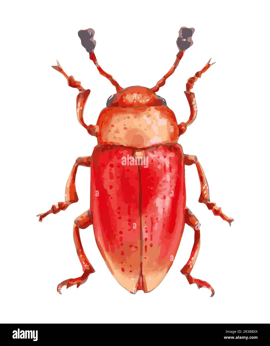 Animal fungal Stock Vector Images - Alamy