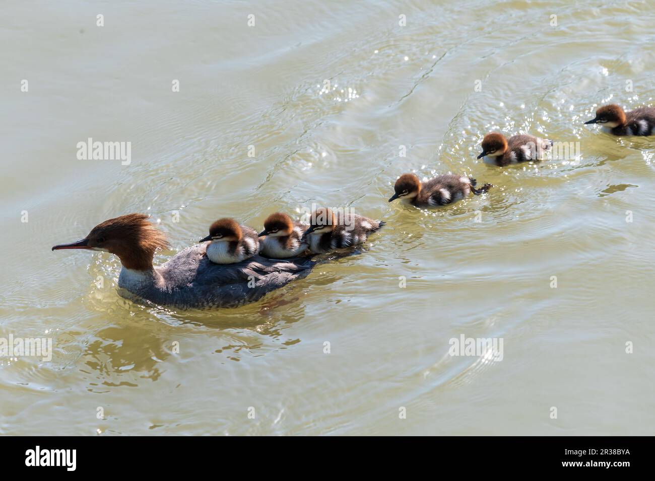 family of a common merganser or goosander, Mergus merganser on the ...