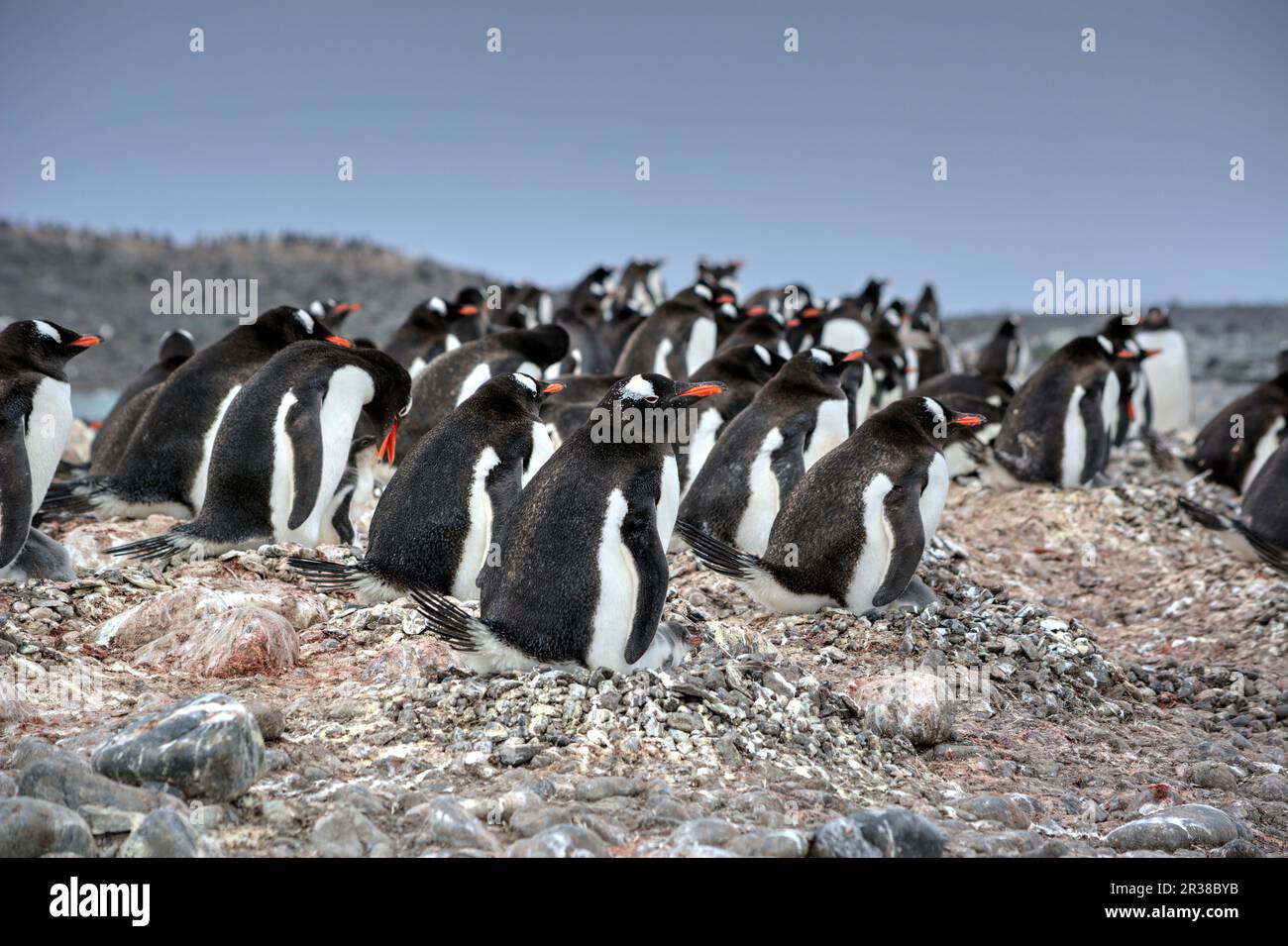 Gentoo penguin colonies during breeding season in Antarctica Stock ...