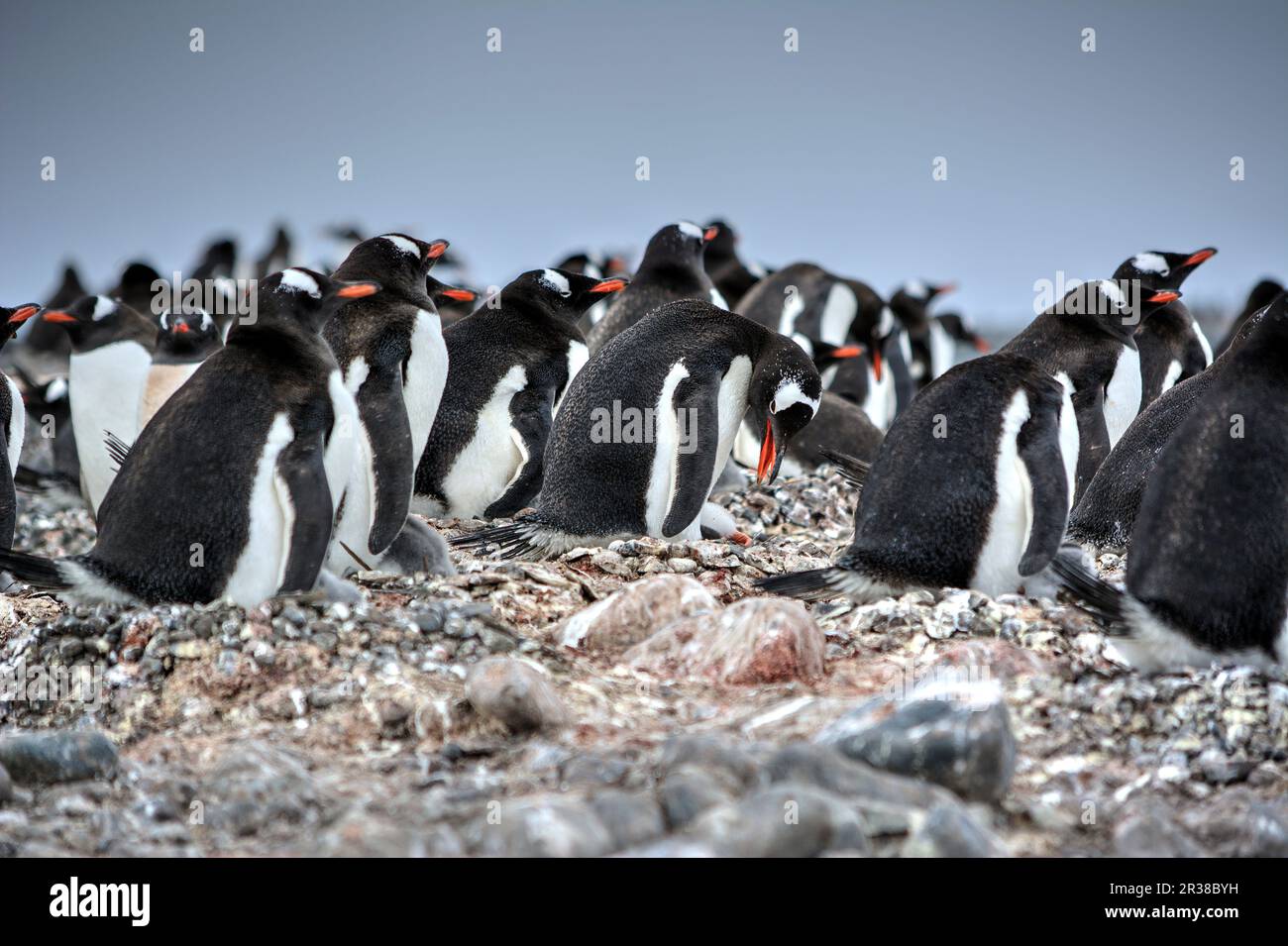 Gentoo penguin colonies during breeding season in Antarctica Stock ...