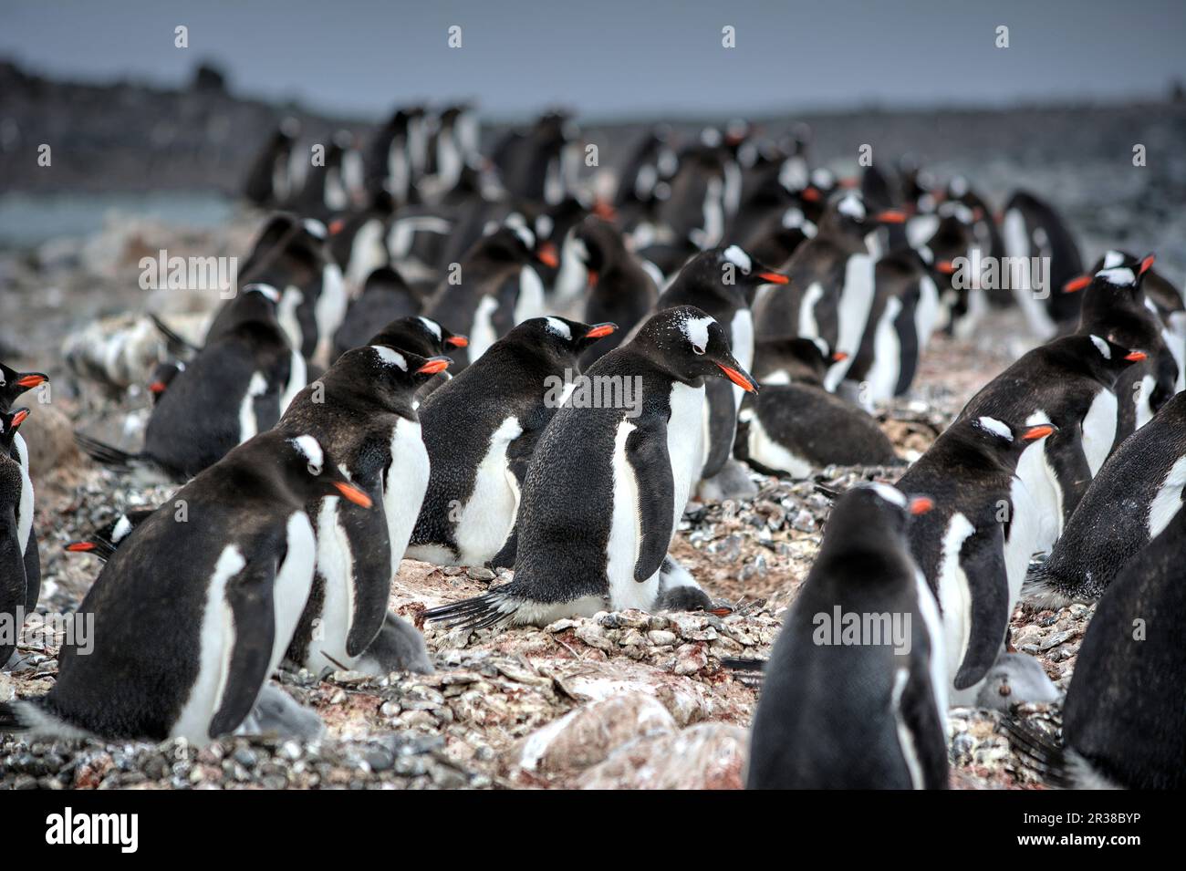 Gentoo penguin colonies during breeding season in Antarctica Stock ...