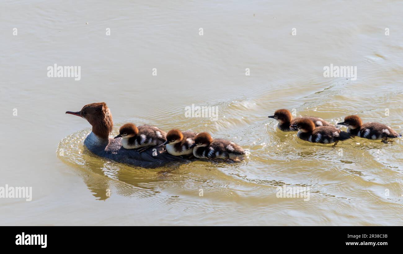 family of a common merganser or goosander, Mergus merganser on the ...