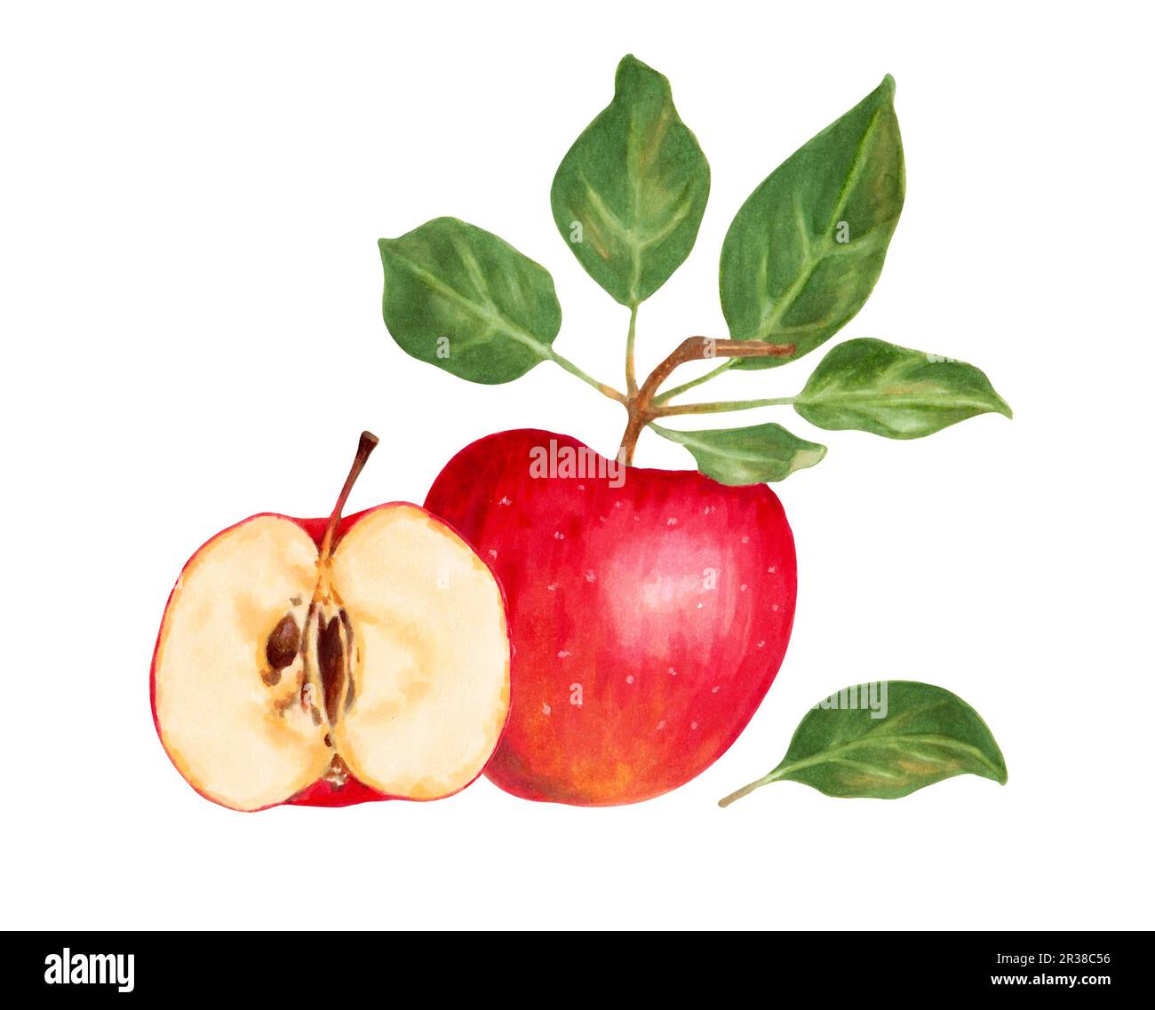 Realistic red apple. Fruit composition with whole, half and leaves of ...