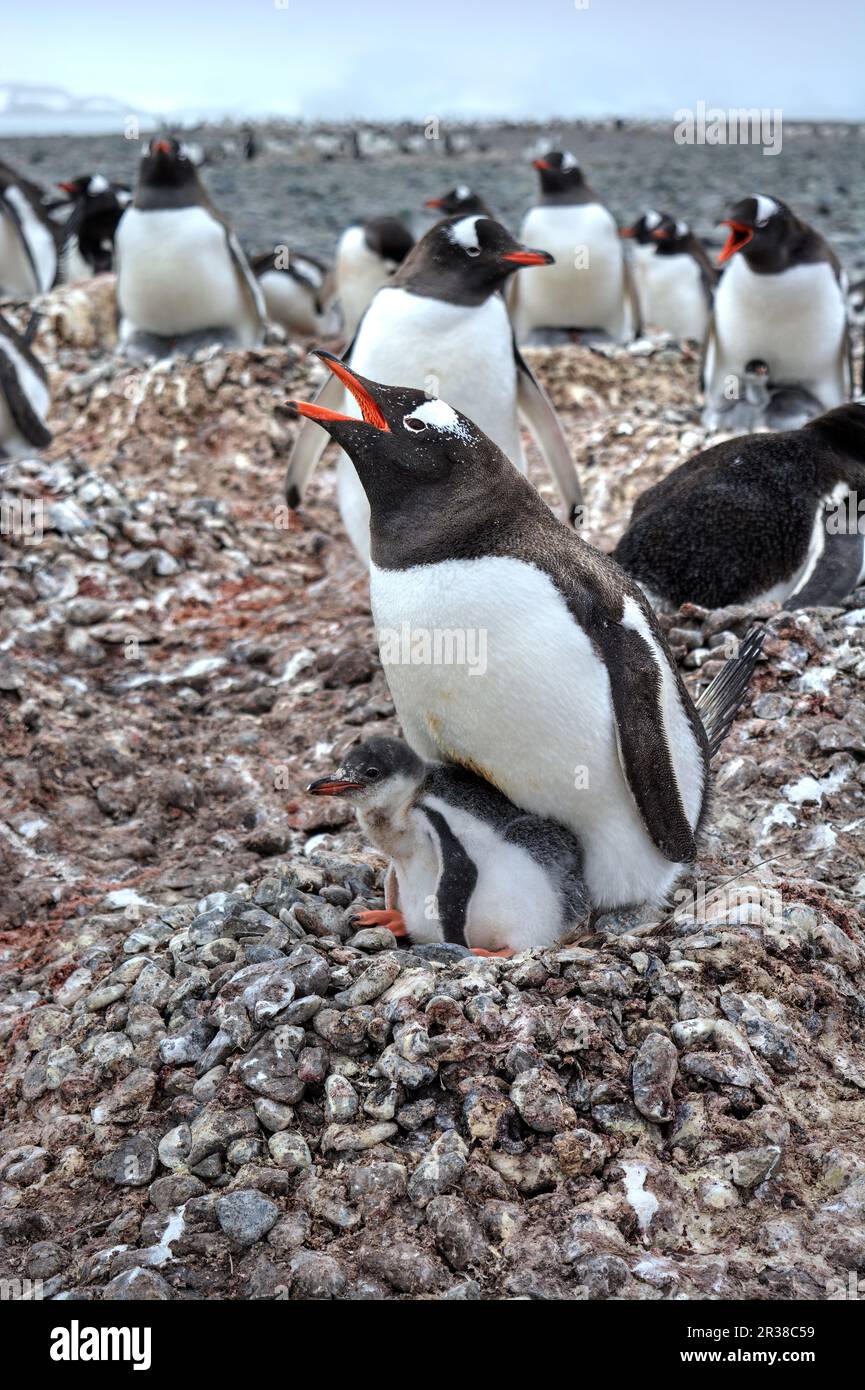 Gentoo penguin colonies during breeding season in Antarctica Stock ...