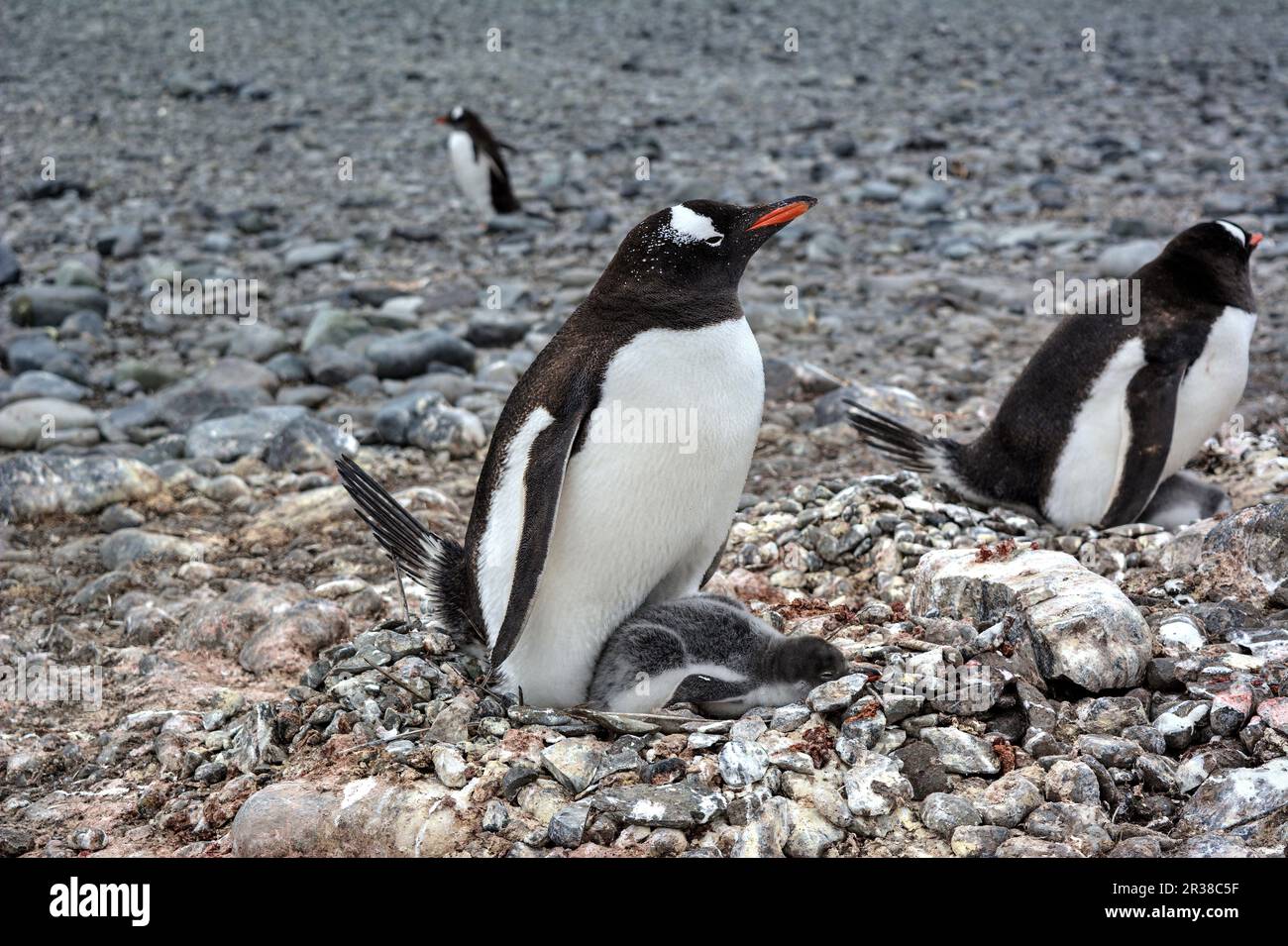Gentoo penguin colonies during breeding season in Antarctica Stock ...