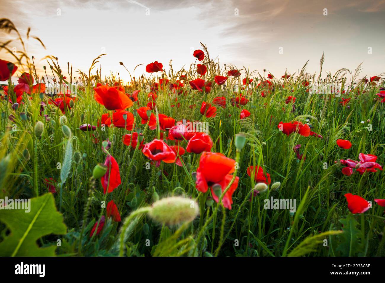 Light on green fields hi-res stock photography and images - Alamy