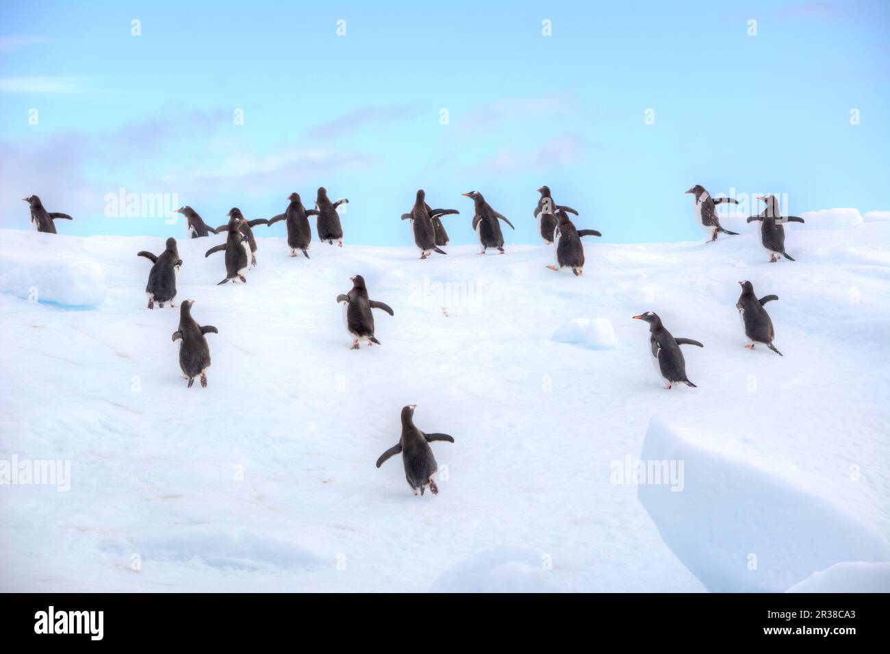 Penguins running on iceberg hi-res stock photography and images - Alamy