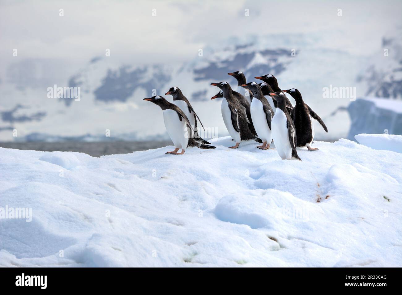 Gentoo penguins on an iceberg in their natural habitat in Antarctica ...