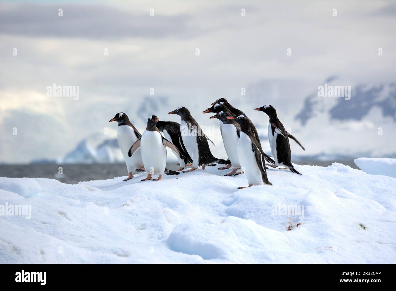 Gentoo penguins on an iceberg in their natural habitat in Antarctica ...