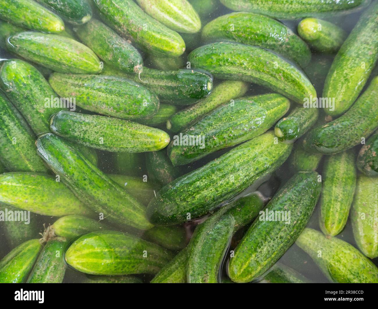 Pickling cucumbers being watered before being pickled Stock Photo - Alamy