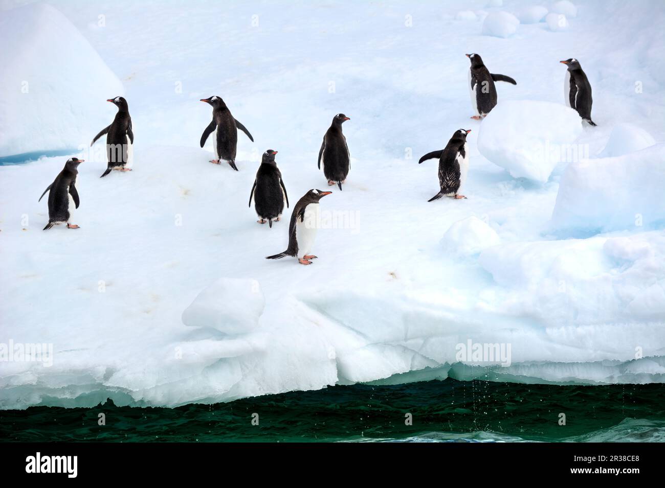Penguin sliding on iceberg hi-res stock photography and images - Alamy