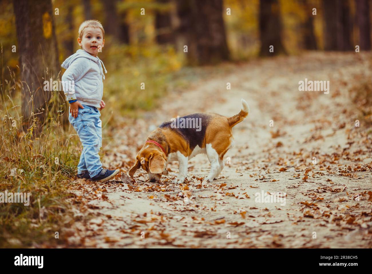 Beagle boy hi-res stock photography and images - Alamy