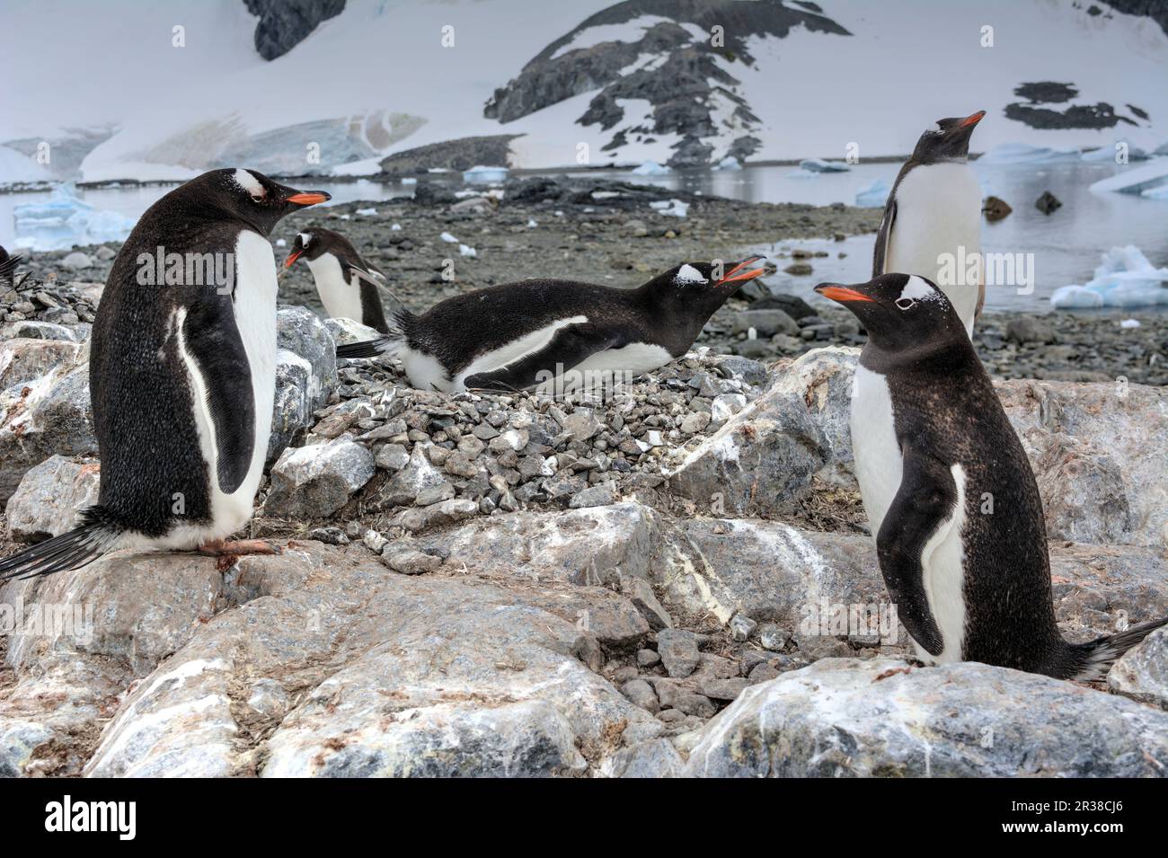 Gentoo penguin colonies during breeding season in Antarctica Stock ...