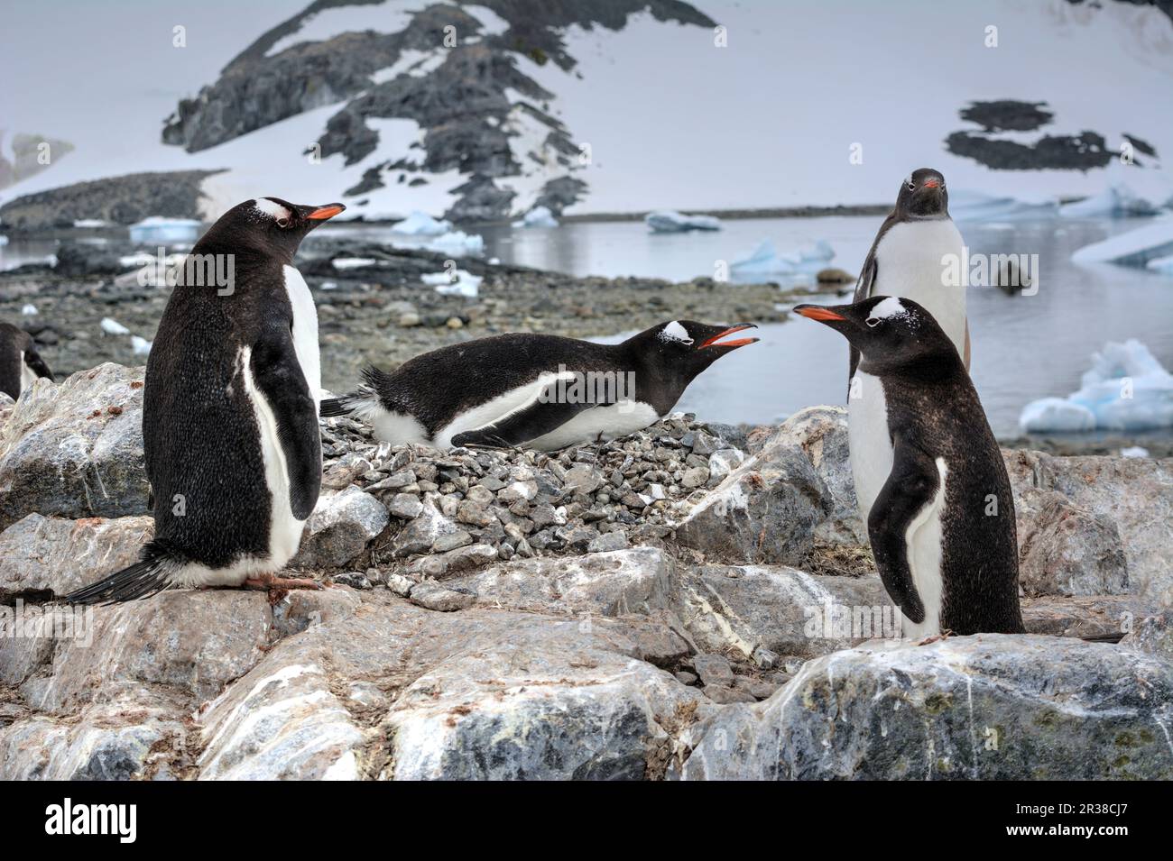 Gentoo penguin colonies during breeding season in Antarctica Stock ...