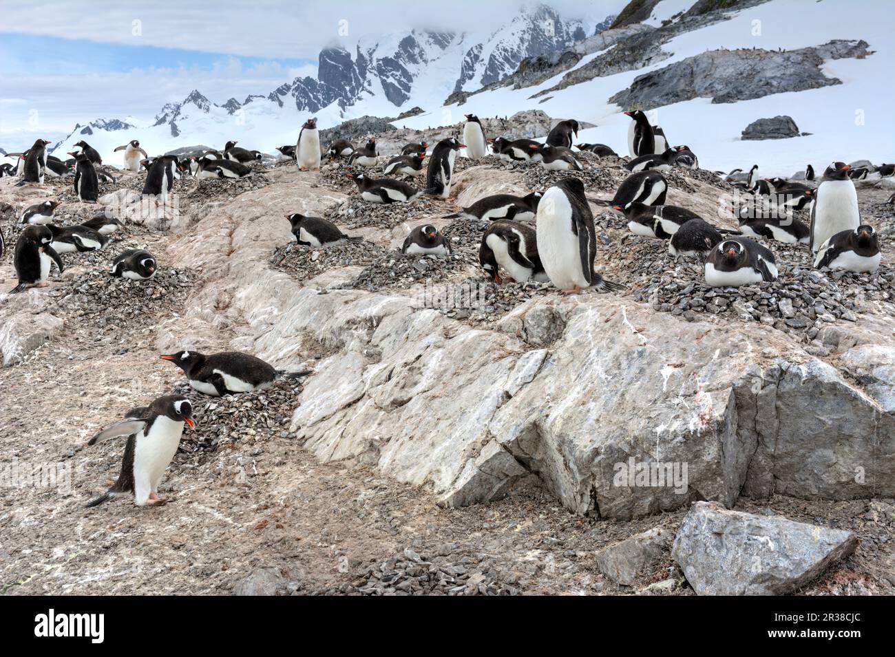 Gentoo penguin colonies during breeding season in Antarctica Stock ...