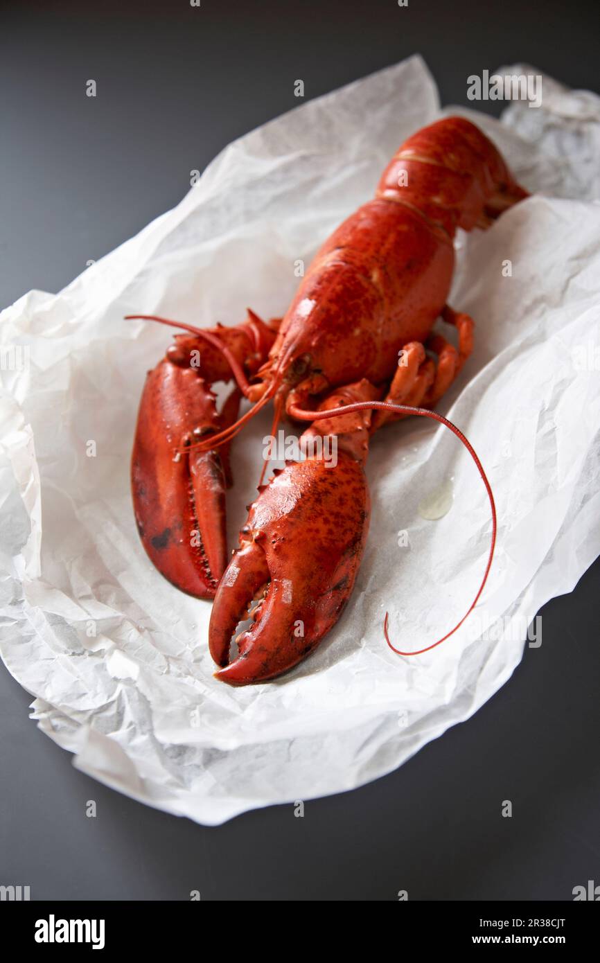 A whole cooked lobster on white paper Stock Photo - Alamy