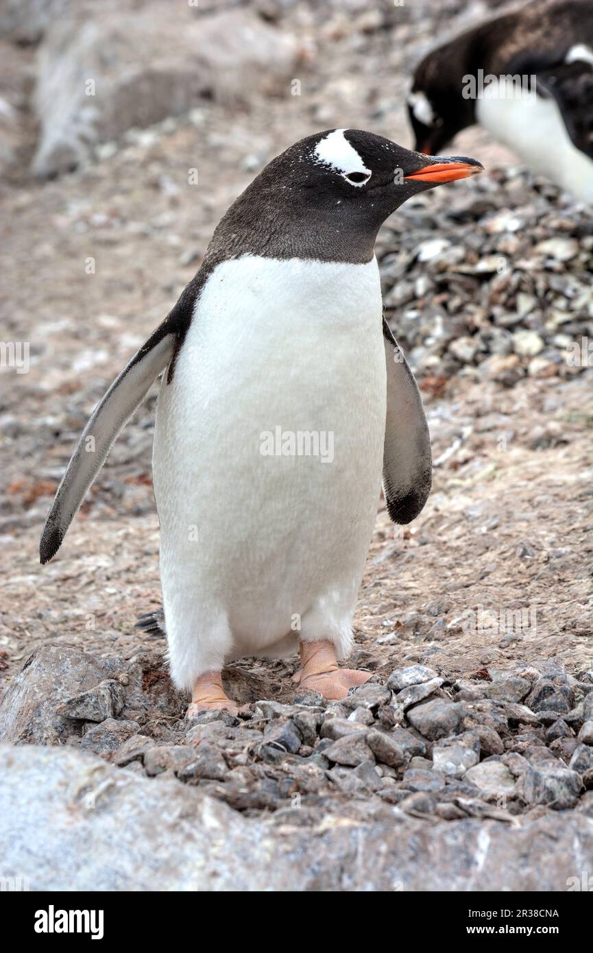 Gentoo penguins on an iceberg in their natural habitat in Antarctica ...