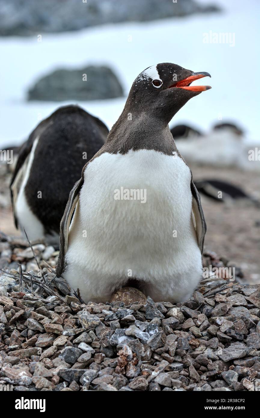 Gentoo penguin colonies during breeding season in Antarctica Stock ...