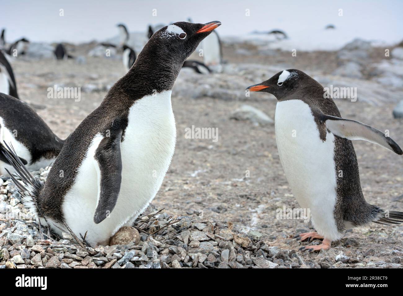 Environment adaptations hi-res stock photography and images - Alamy