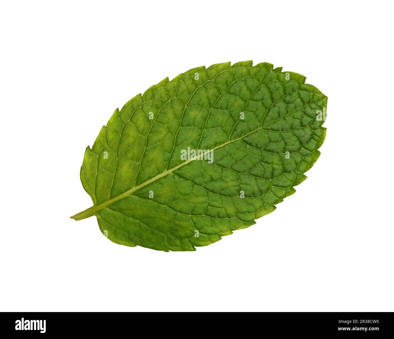 Close up one fresh green mint leaf isolated on white background ...