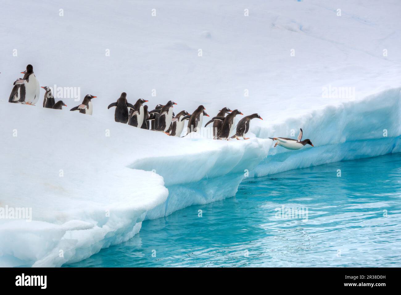 Gentoo penguins on an iceberg in their natural habitat in Antarctica ...