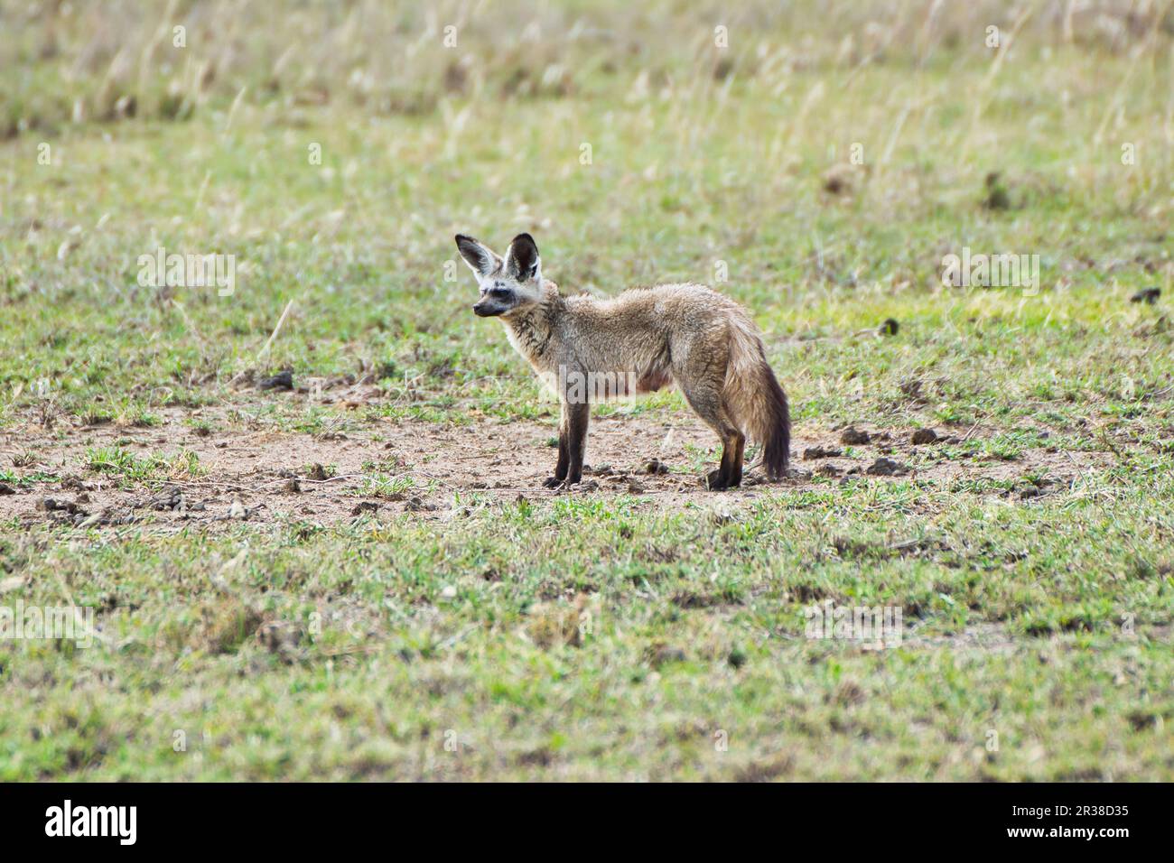 Beautiful bat eared fox hi-res stock photography and images - Alamy