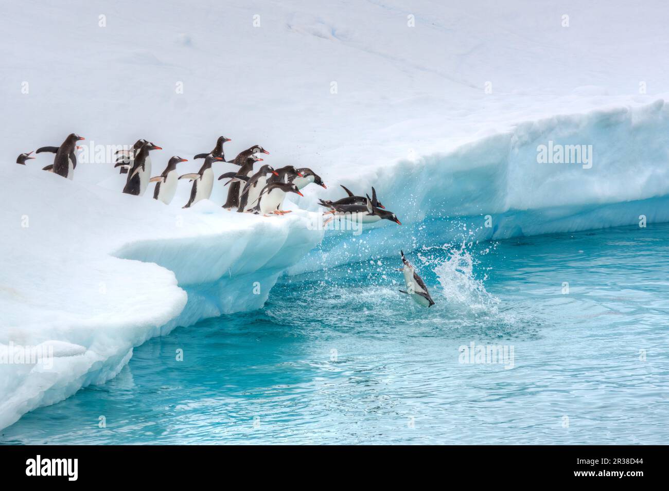 Gentoo penguins on an iceberg in their natural habitat in Antarctica ...