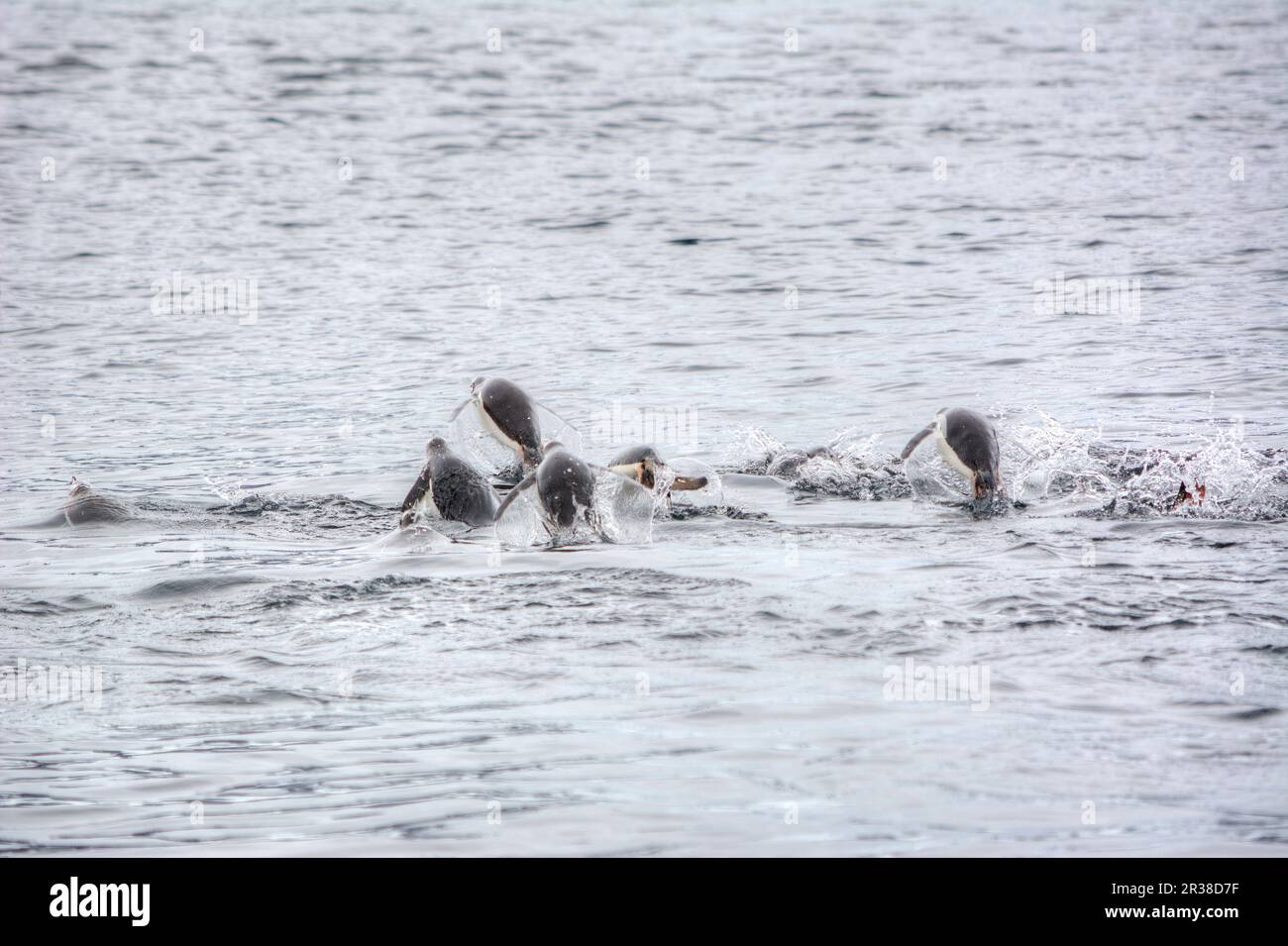 Penguin flock in antarctica hi-res stock photography and images - Alamy