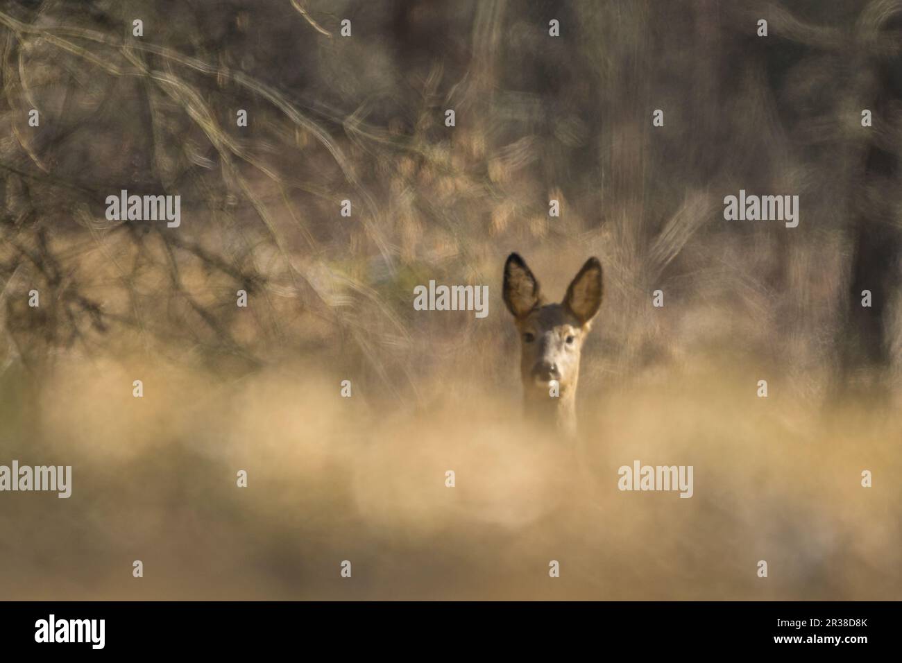 Animal hunted hunted deer hi-res stock photography and images - Alamy
