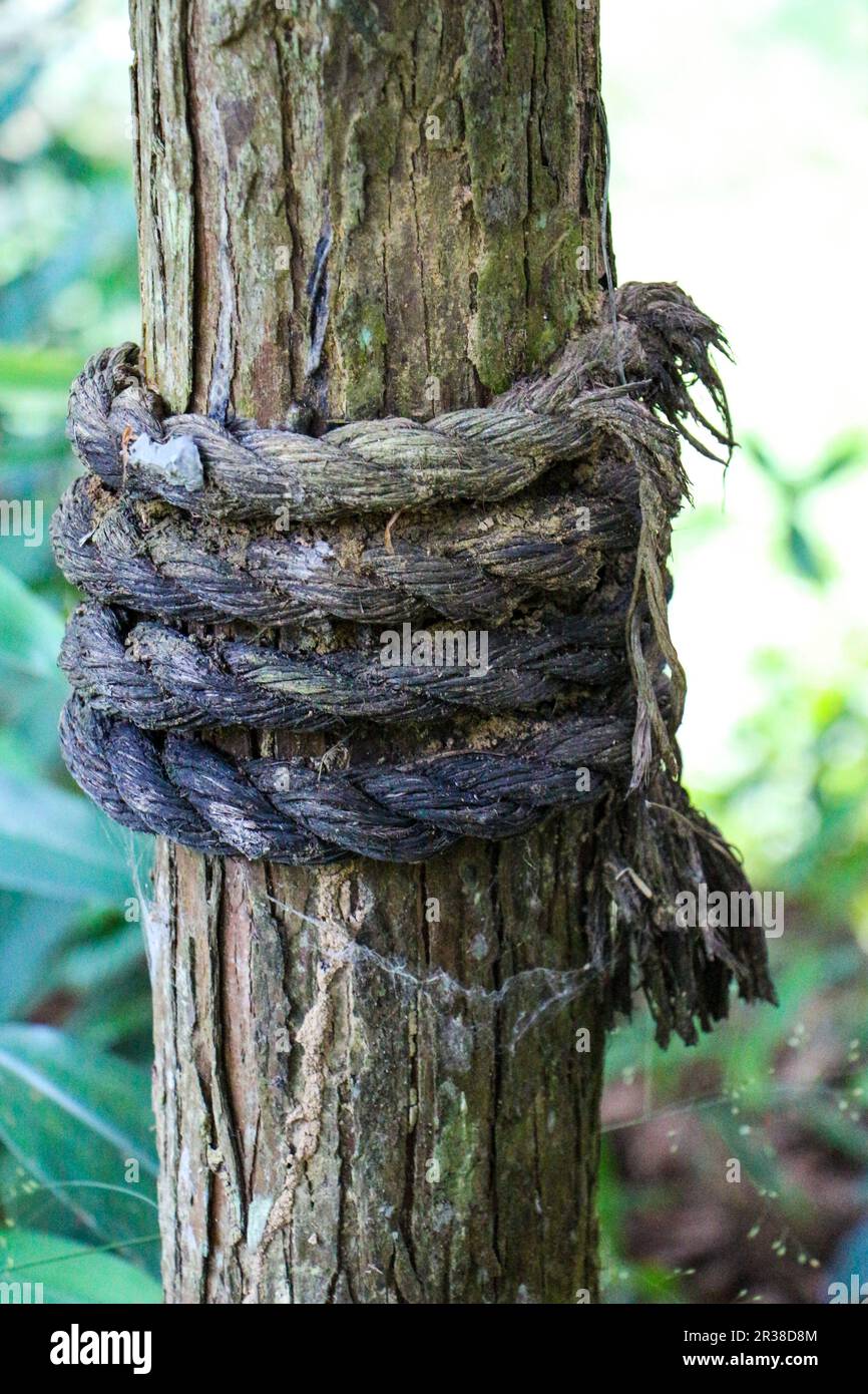 Rope around a tree Stock Photo - Alamy