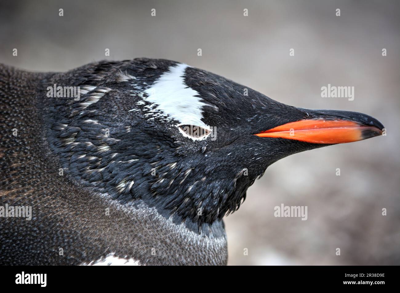 Penguin face hi-res stock photography and images - Alamy