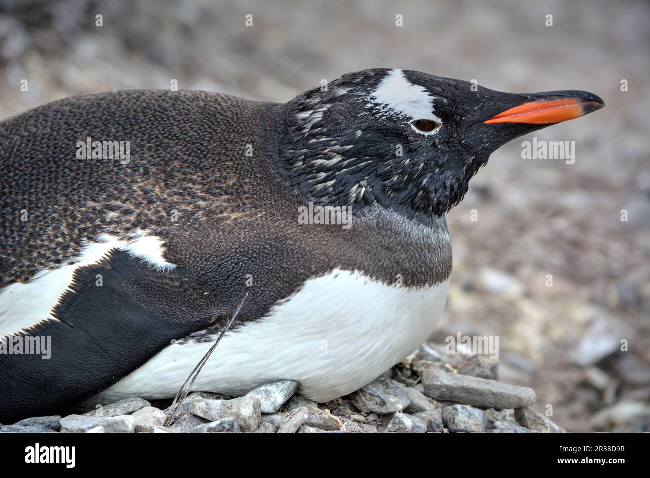 Penguin face hi-res stock photography and images - Alamy