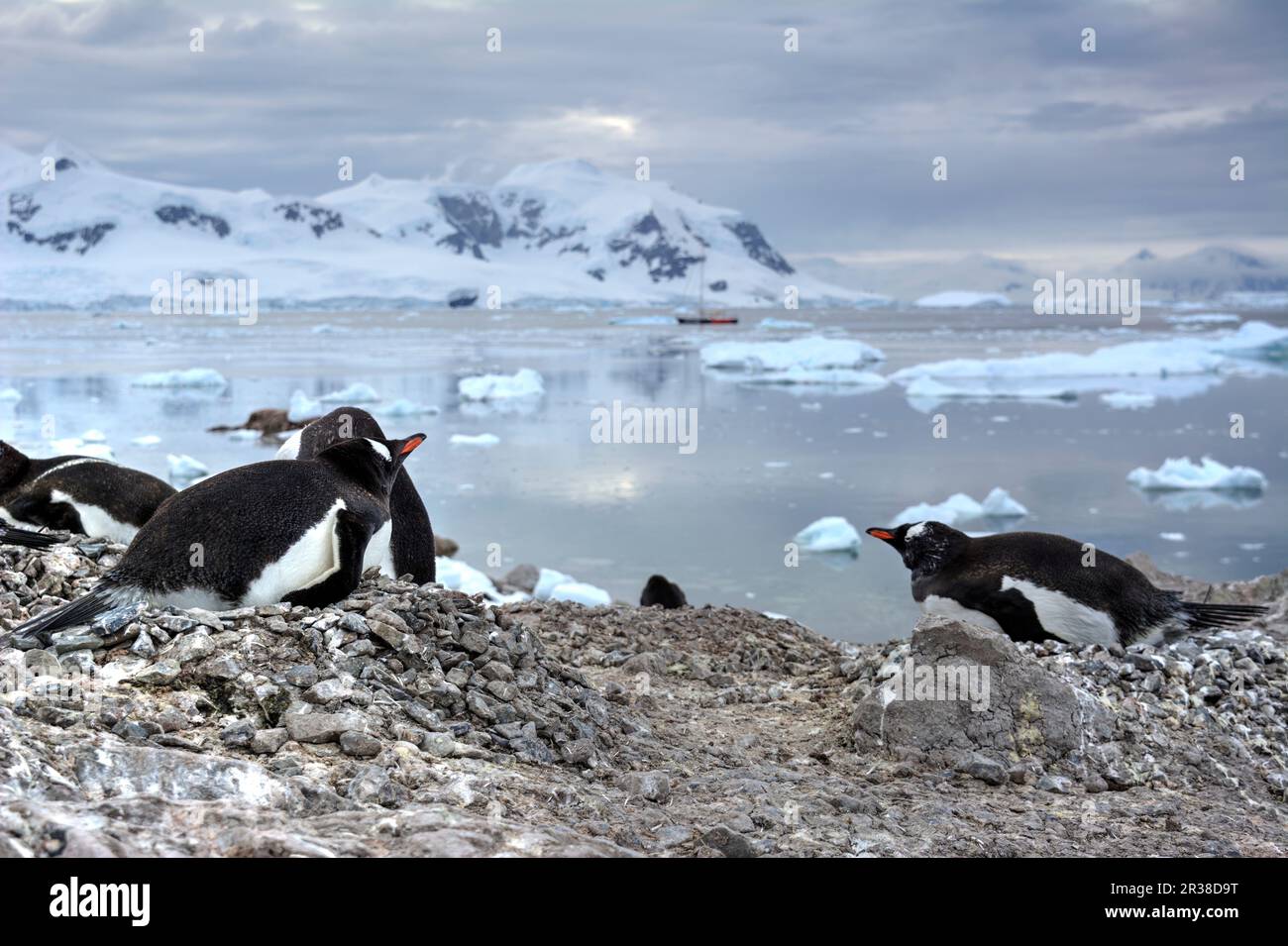 Gentoo Penguins On An Iceberg In Their Natural Habitat In Antarctica Gentoo Penguins On An Iceberg In Their Natural Habitat In Antarctica