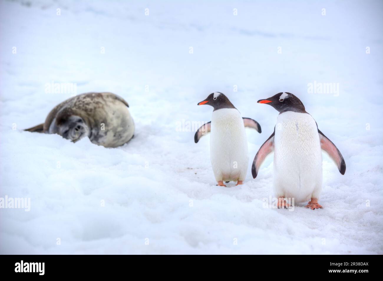 Penguin and seal observation hi-res stock photography and images - Alamy