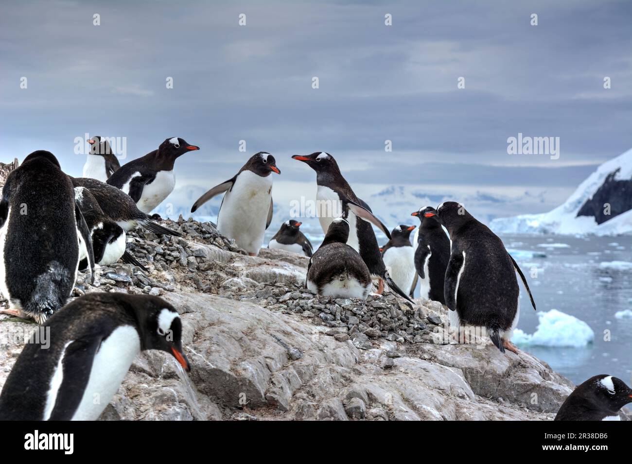Gentoo penguins on an iceberg in their natural habitat in Antarctica ...